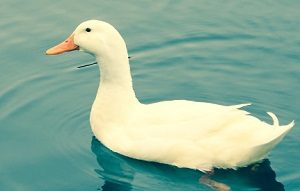 Duck image - Hindi Ki Guide