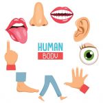 Human Body Parts Name in Marathi- मराठी में शरीर के अंगो के नाम